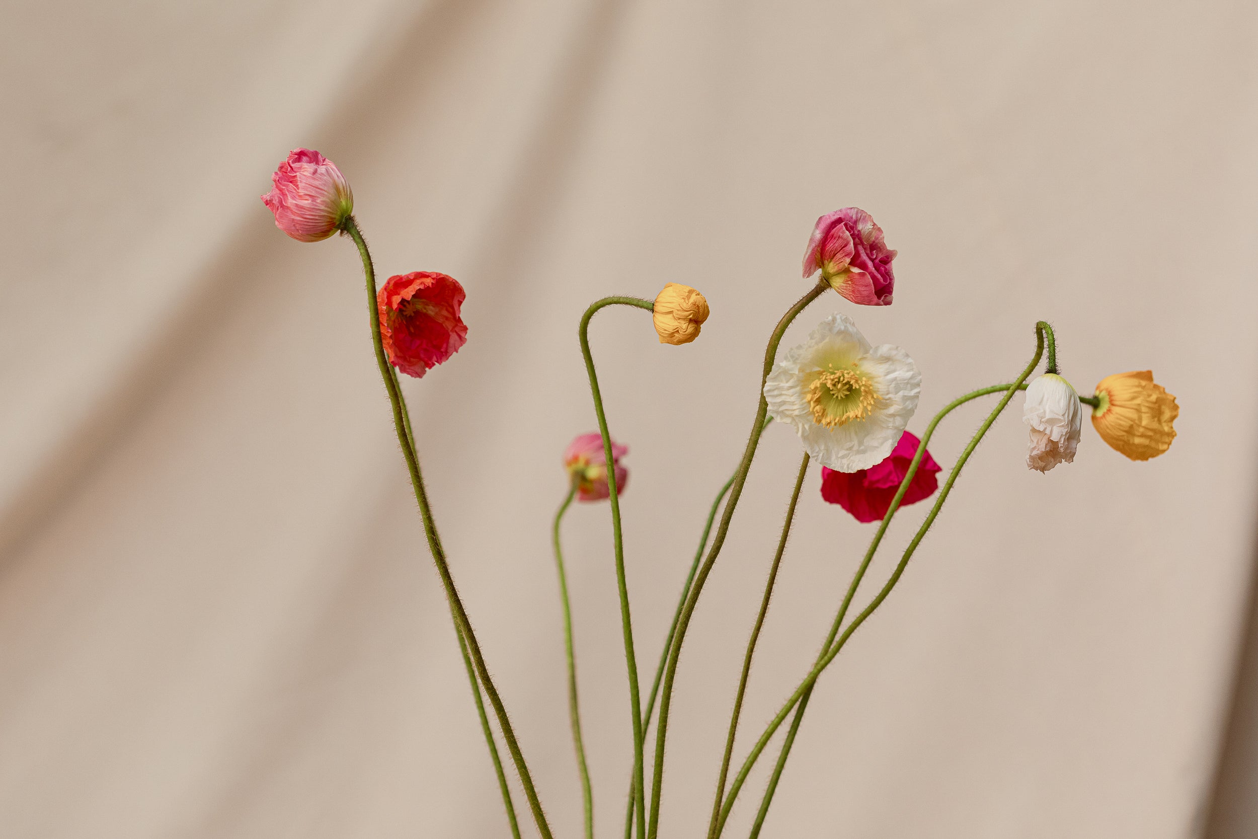 Seasonal – The Flower Web